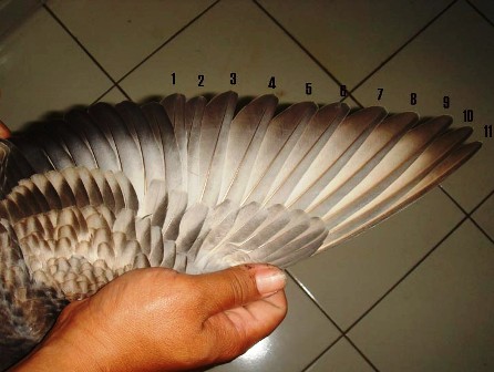 Merpati Balap - Metpati Kolong