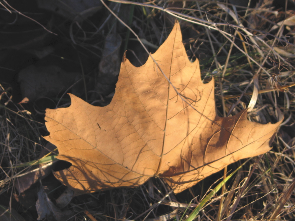 The Lucas Countyan: Under the buttonball tree
