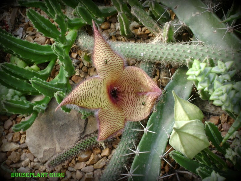 Houseplant Guru: Scary Plants
