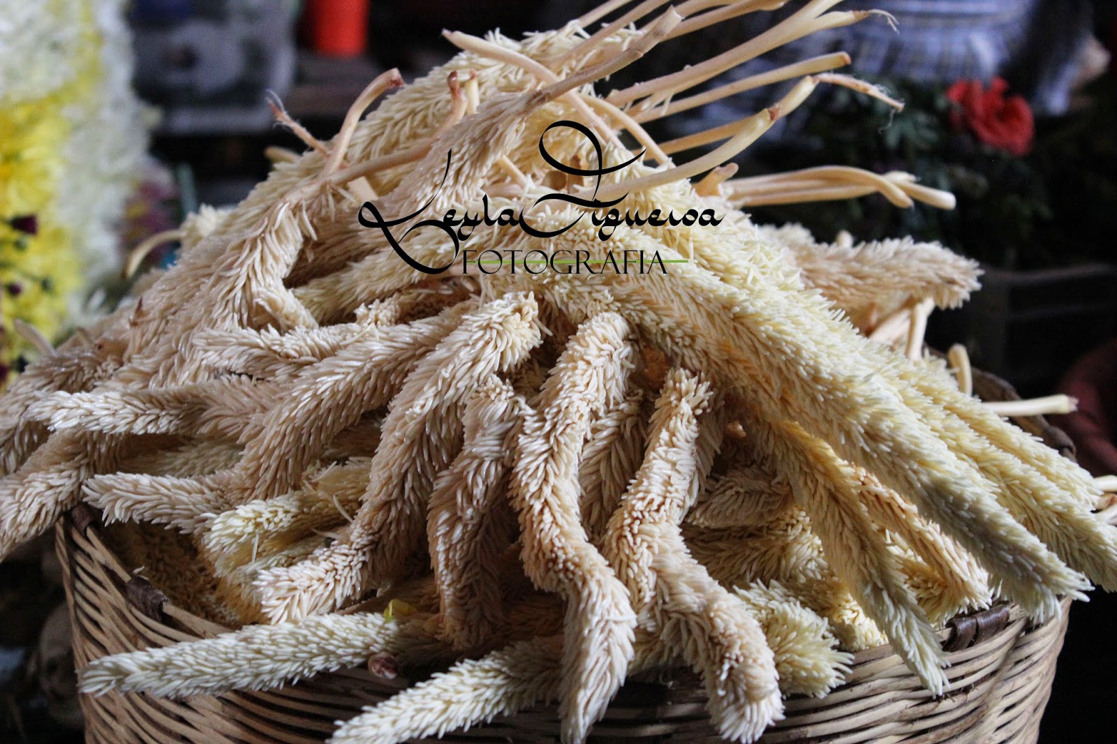 Fotografía Documental