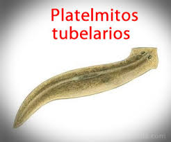 Platelmintos