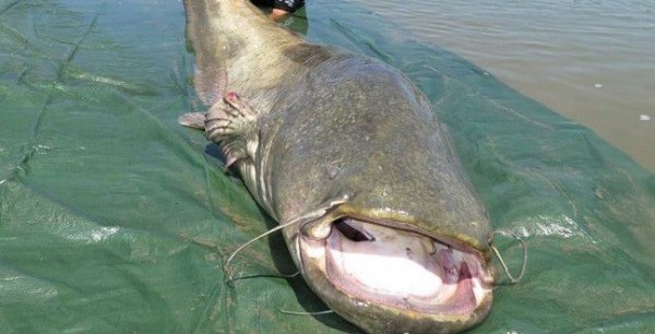 News: PENEMUAN IKAN LELE RAKSASA YANG MENGHEBOHKAN BOGOR