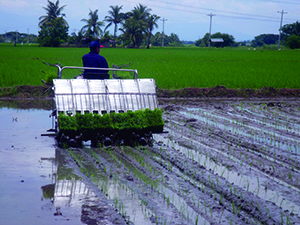 Locally Invented Rice Planter ~ Agriculture Philippines