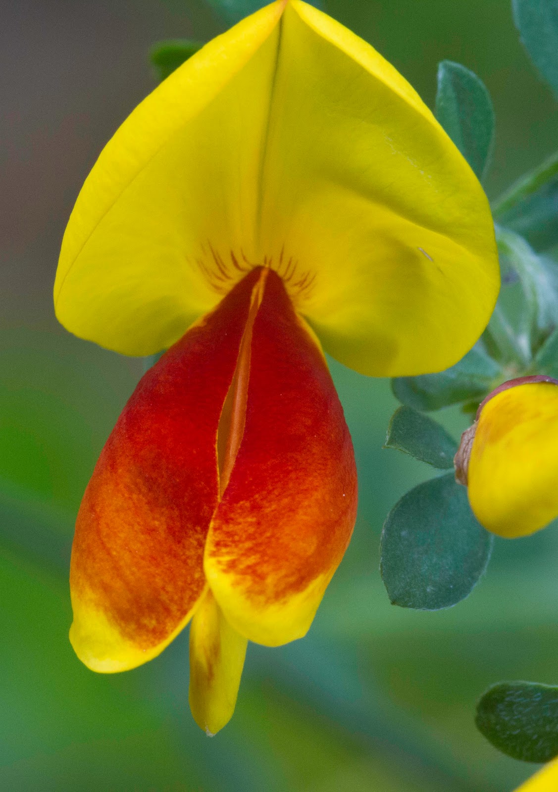 NWflora: Scotch Broom, Cytisus scoparius