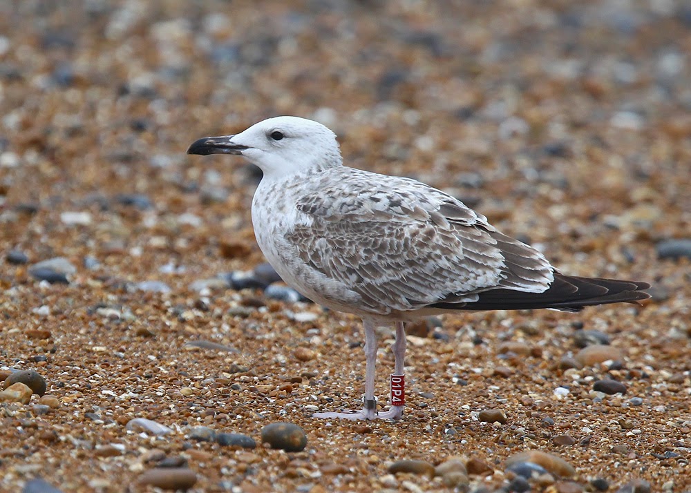 Richard Smith - Birdwatching Days Out: Caspian Gull, 1st winter ...