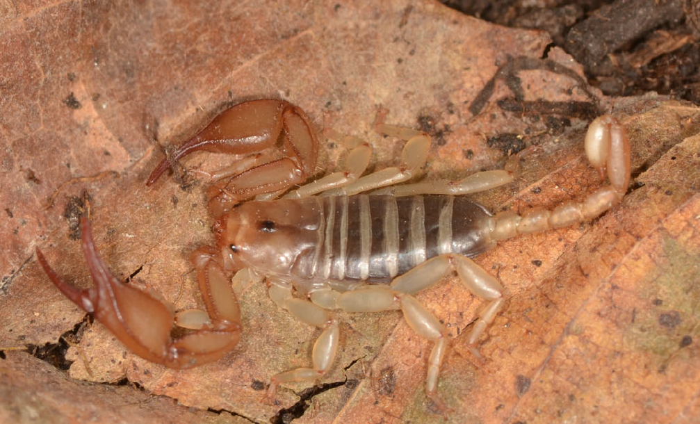 The Scorpion Files Newsblog: A new species of Euscorpius from southern ...