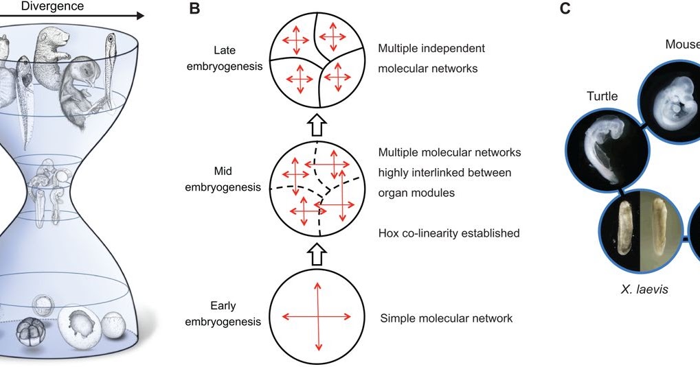 Desafiando a Nomenklatura Científica: O modelo ampulheta de ...