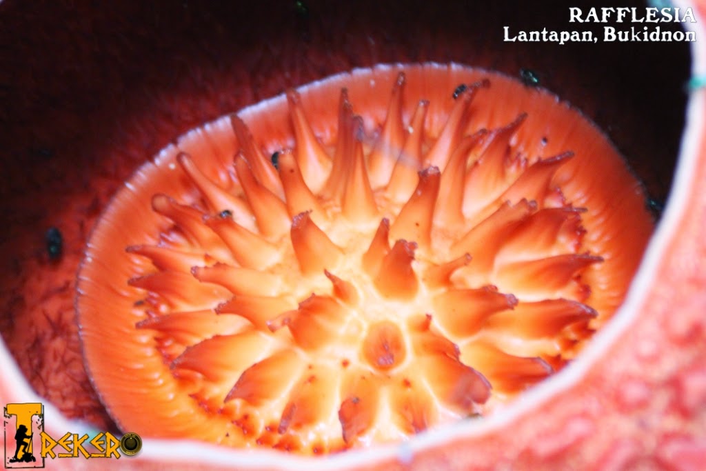 TREKERO: RAFFLESIA: A Gigantic Pride Blooming in Bukidnon
