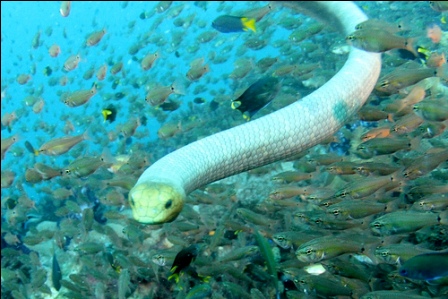 THE ANIMAL WILDLIFE: ULAR LAUT