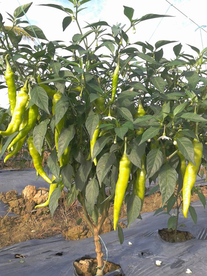 BIO ONE PLUS.BAJA ORGANIK: Penggunaan Bio-One-Plus di kebun Cili Solok ...