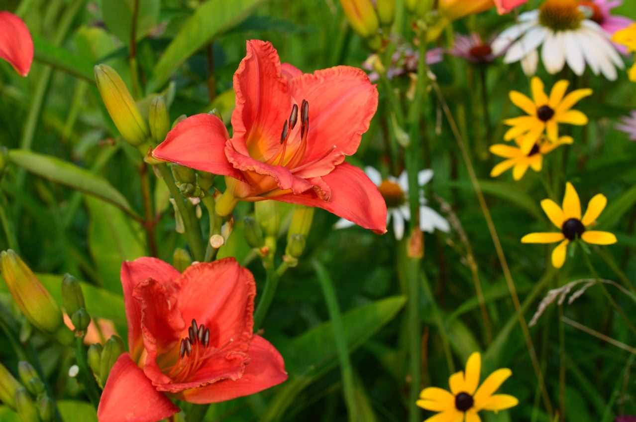 Flower Hill Farm: Fiery Orange Rising Reflecting Giving Life