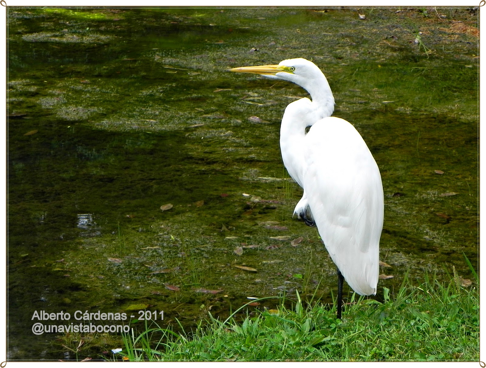 Una Vista a Boconó: Garza en La Laguna de Los Cedros