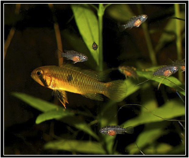 Ciclídeos Anões: Apistogramma sp. Abacaxis