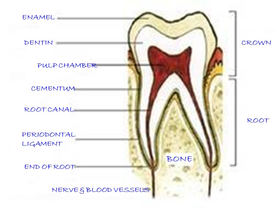 Endodontics: Root canal treatment