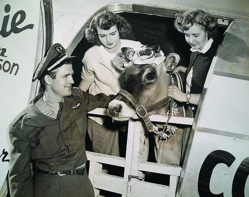 Occasions by sonjabegonia: Cow Milked While Flying in an Airplane Day
