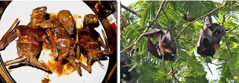 Top 7 Makanan Ekstrim Di Indonesia - Redaksindonesia