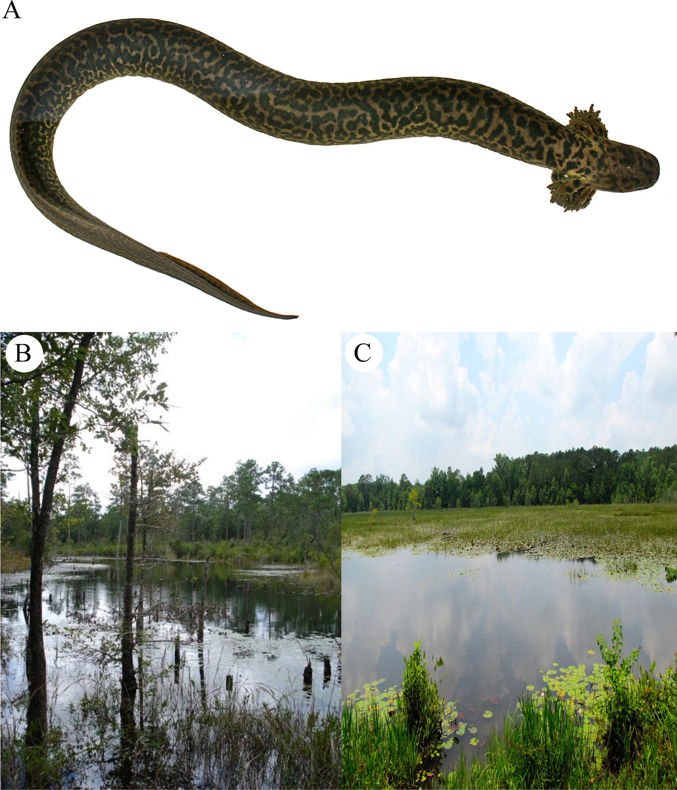 Species New to Science: [Herpetology • 2018] Siren reticulata ...