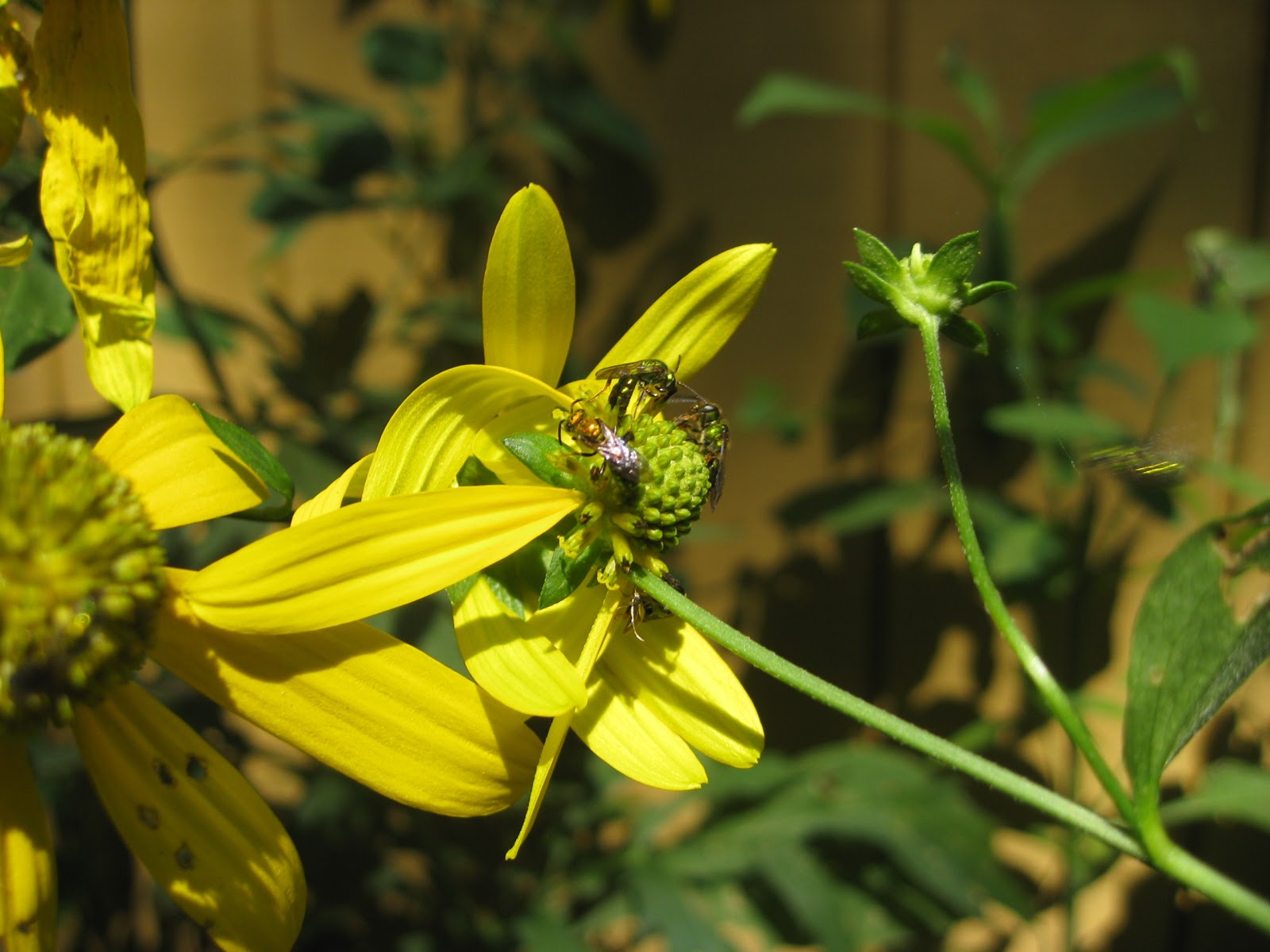 Capital Naturalist by Alonso Abugattas: Bees