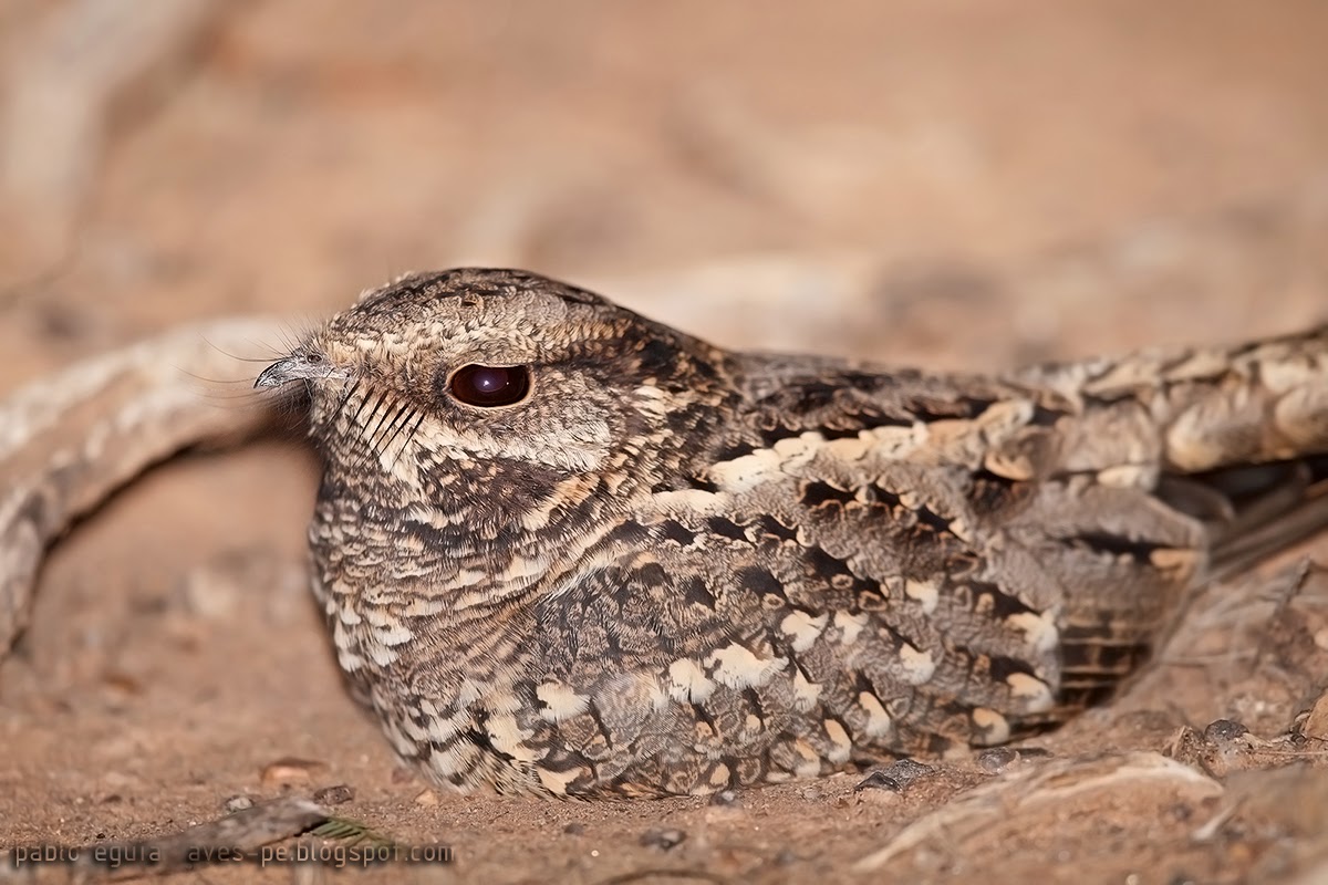 mis fotos de aves: Hydropsalis torquata Atajacaminos Tijera Scissor ...