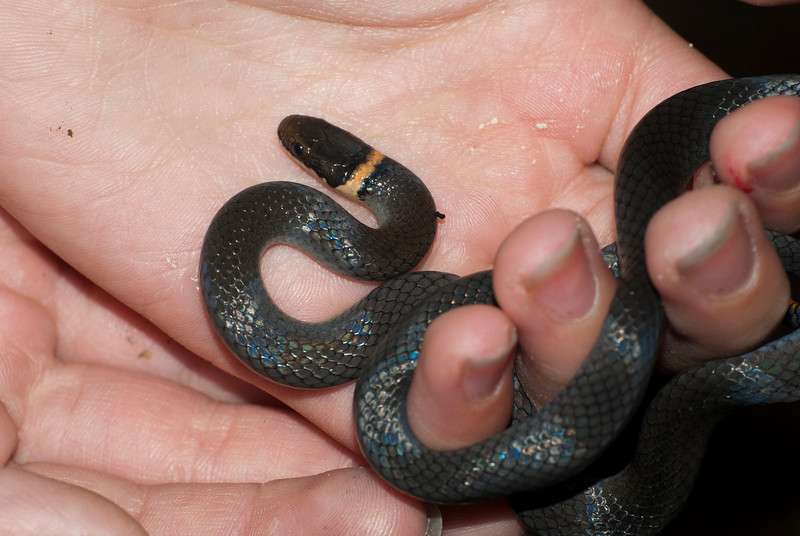 Adventures of the Cornell Herpetological Society: Fall Herp Survey at ...