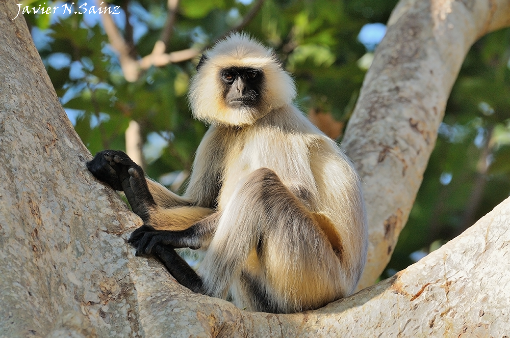 Fauna y fotografía: PRIMATES EN INDIA