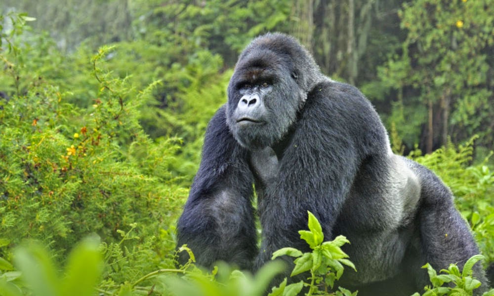 Congo Escândalo Geológico : Enquanto o Parque Virunga está comemorando ...