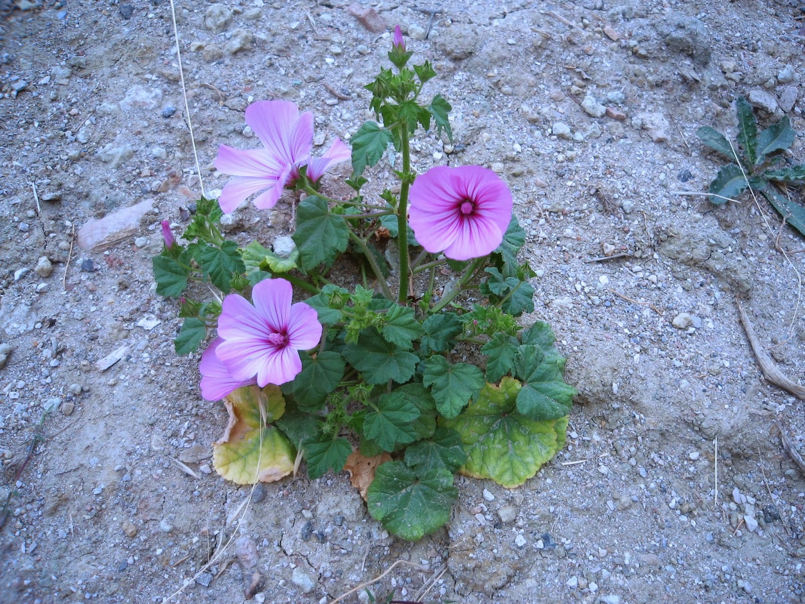 BirantaFotos: Fotos de Malvas e Suas Flores