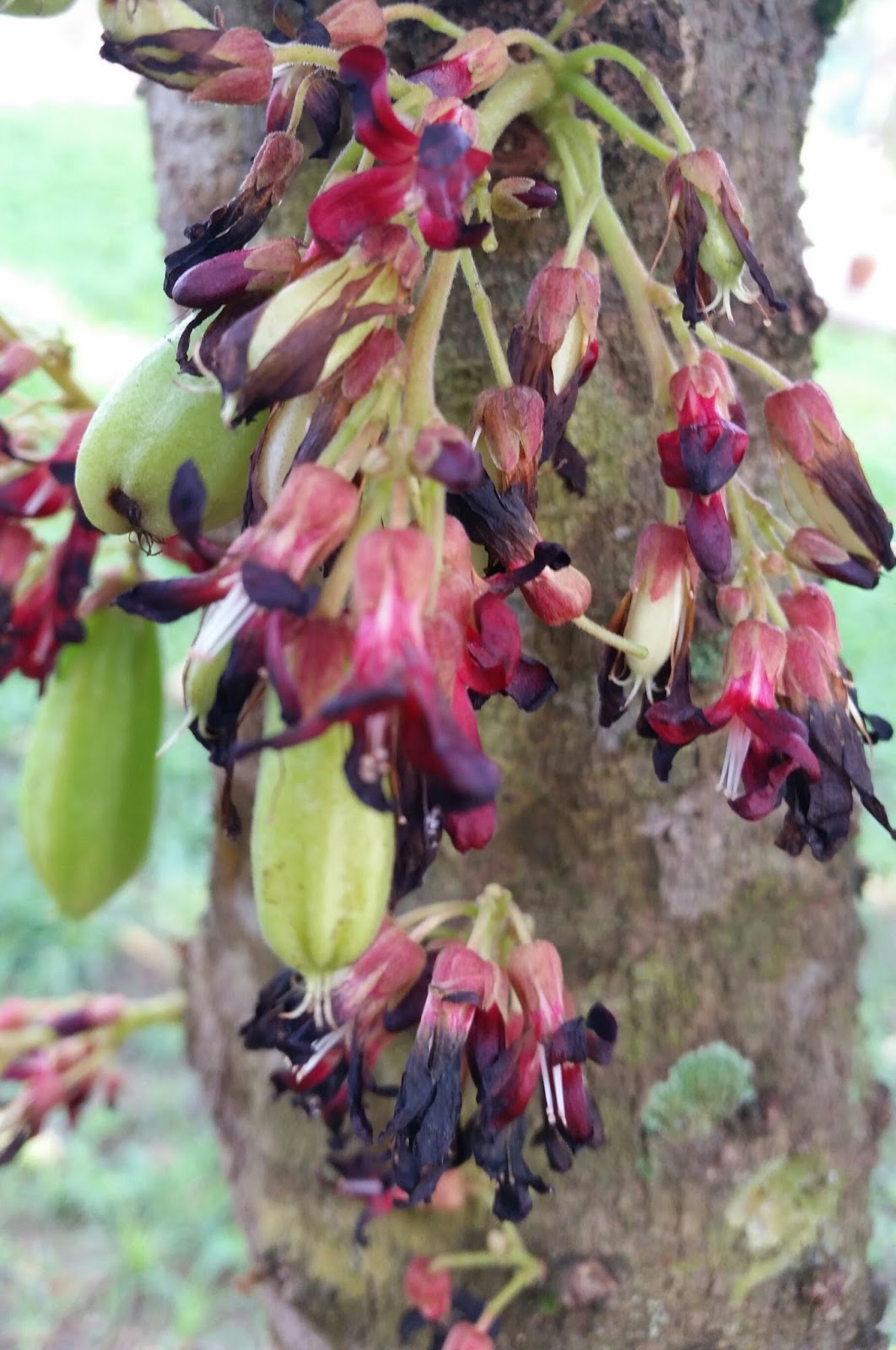 Warisan Petani: WW 13 : Bunga Belimbing Buluh