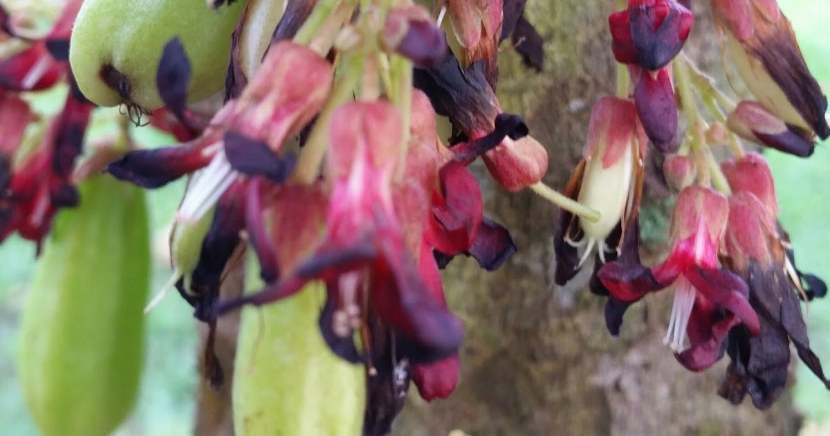 Warisan Petani: WW 13 : Bunga Belimbing Buluh