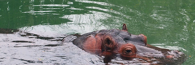 Kingfisher Imaging: Toronto Zoo Photography