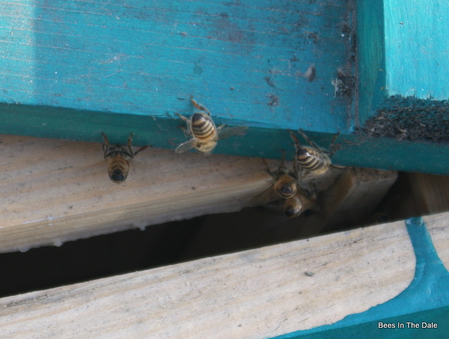 The Buzz In The Dale: Ceebs Water Meter Bees