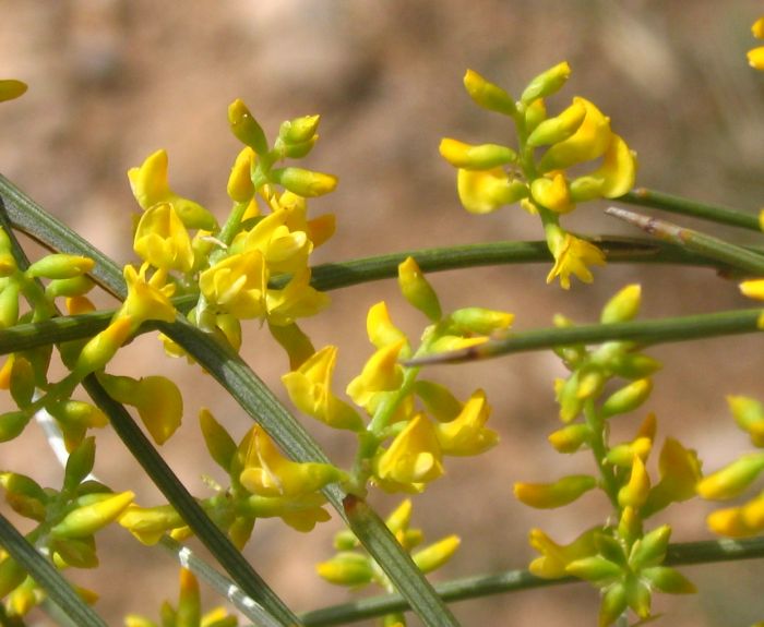 Vivero Buenaventura: FICHA TEMÁTICA DE RETAMA (Retama Sphaerocarpa)