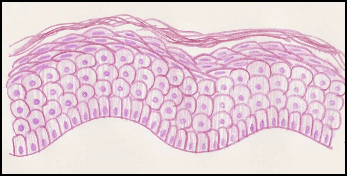 Lining Epithelium