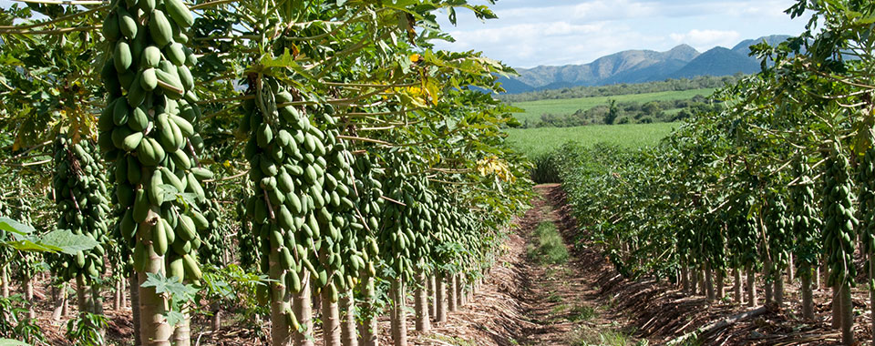 Rich Farm Kenya: Profitable Agribusiness Ideas in Fruit Farming ...