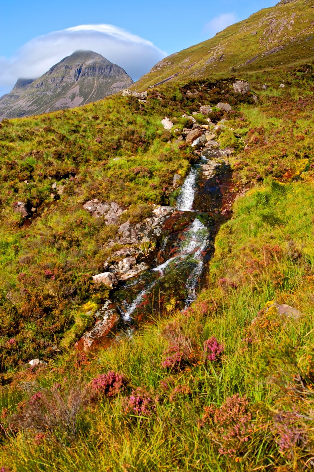 The Traveling Gardener: Stumbling through Heather