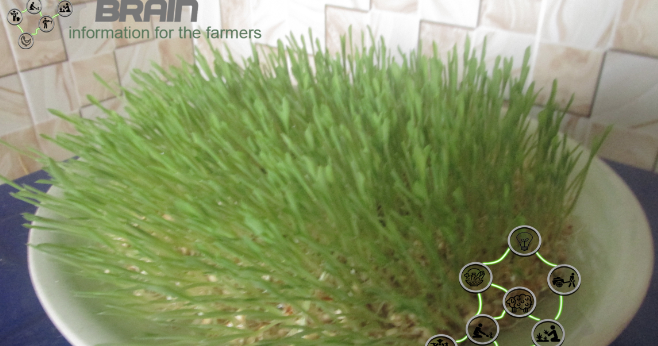 How to Grow Hydroponics Fodder for Livestock (understanding hydroponics ...