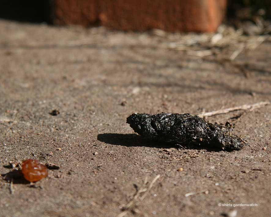 shirls gardenwatch: Hedgehog Awareness Week