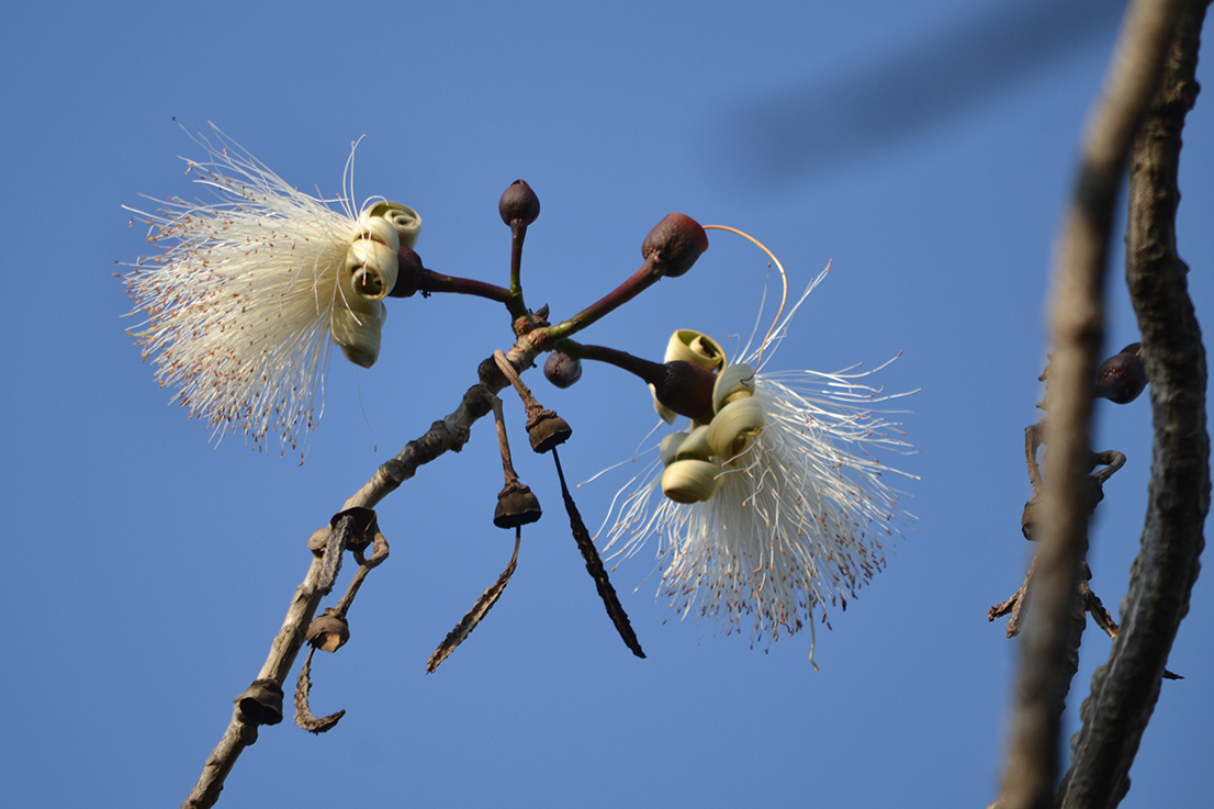 Nubardo Coy: El Ceibo barrigón o barrigón (Pseudobombax septenatum)