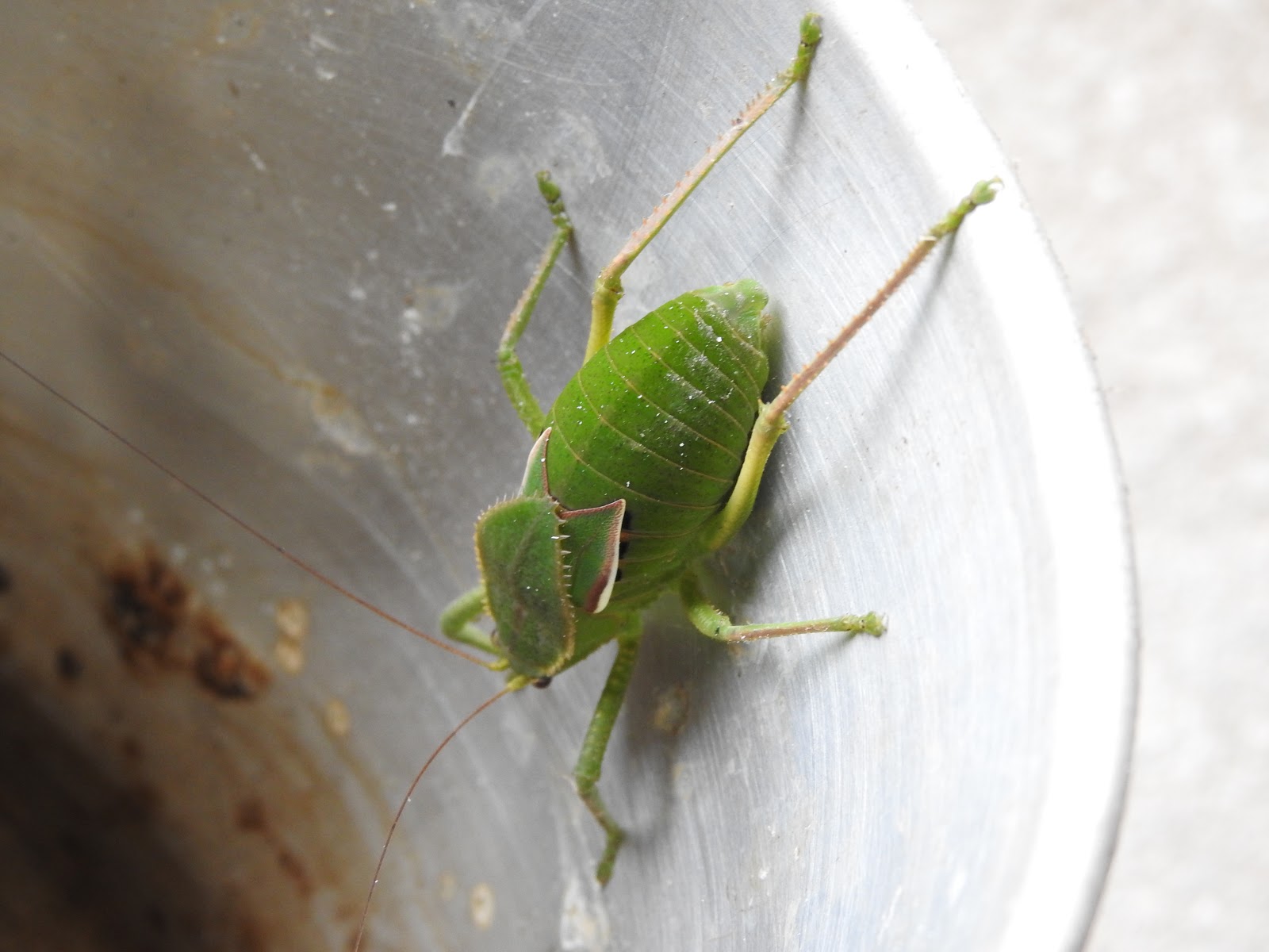 Chapada Diamantina: Visite Lençóis e a Vila de IGATU.: Inseto - GRILO ...