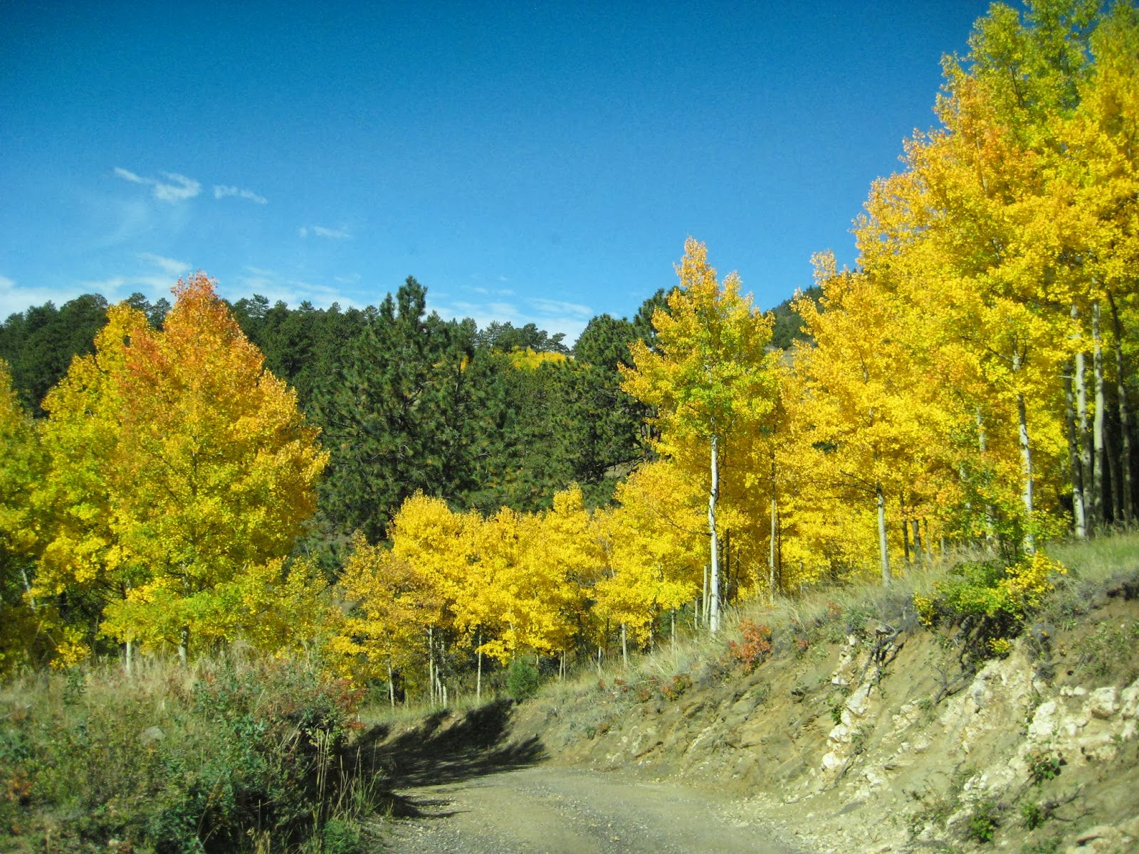 Critter Sitter's Blog: More Fall Foliage in Colorado