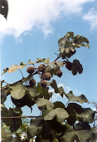 kundaistreet: Little Known African Fruit