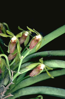 Acine orhideje info: Vanda (vrste D - J)