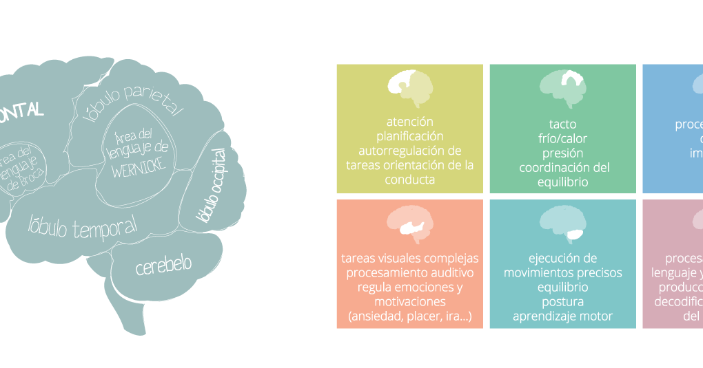 ¿Cómo afecta el TDAH al cerebro?
