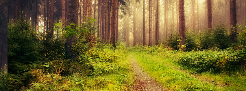 Peaceful Atmosphere In Beautiful Forest Fb Cover Ocean