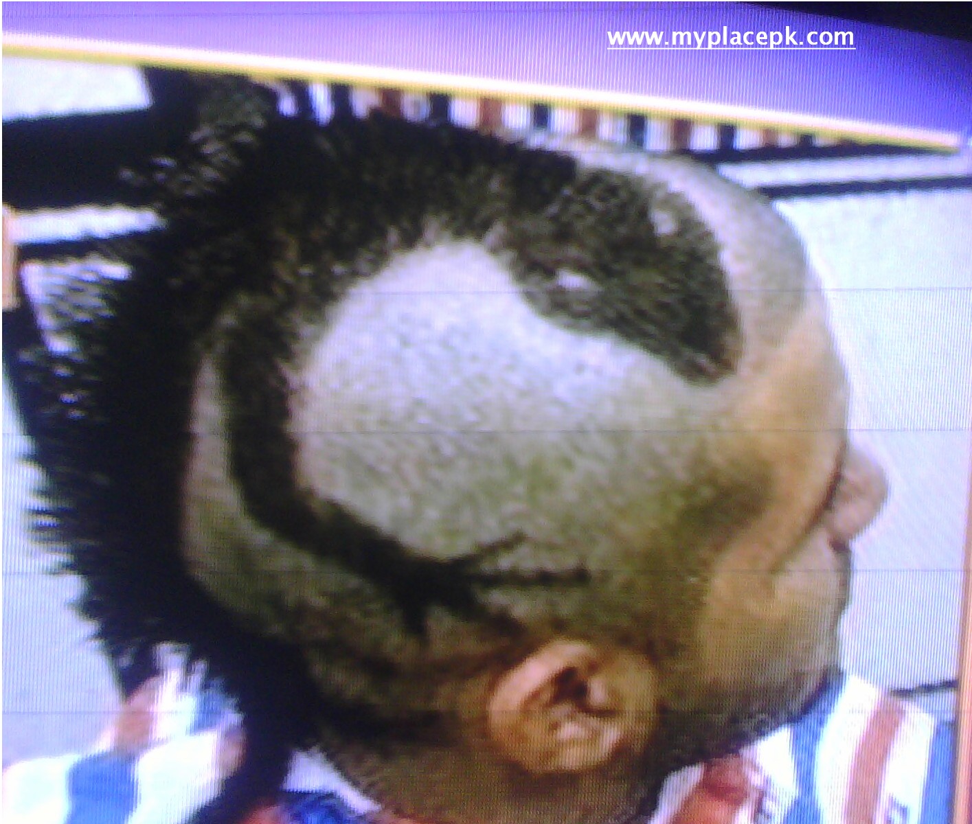 Myplacepk Funny Lizard Hair Style