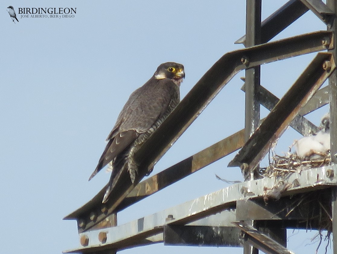 BIRDINGLEON: Nueva generación de HALCONES PEREGRINOS