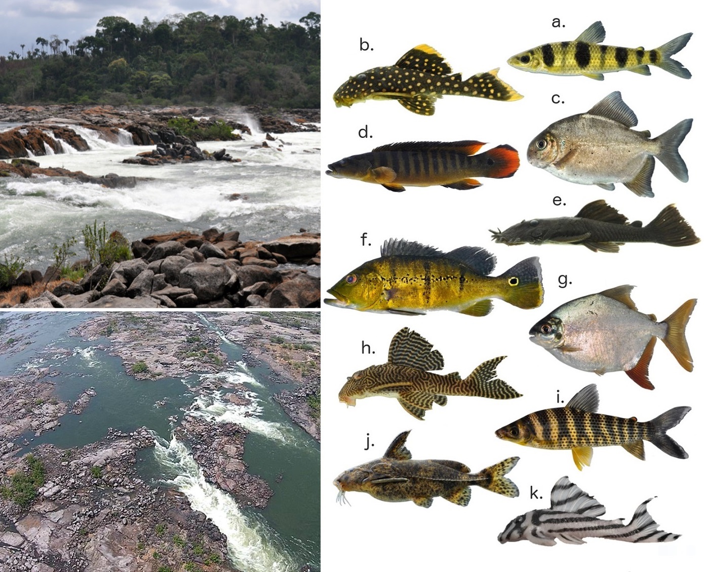 Species New to Science: [Ichthyology • 2018] Diversity and Community ...