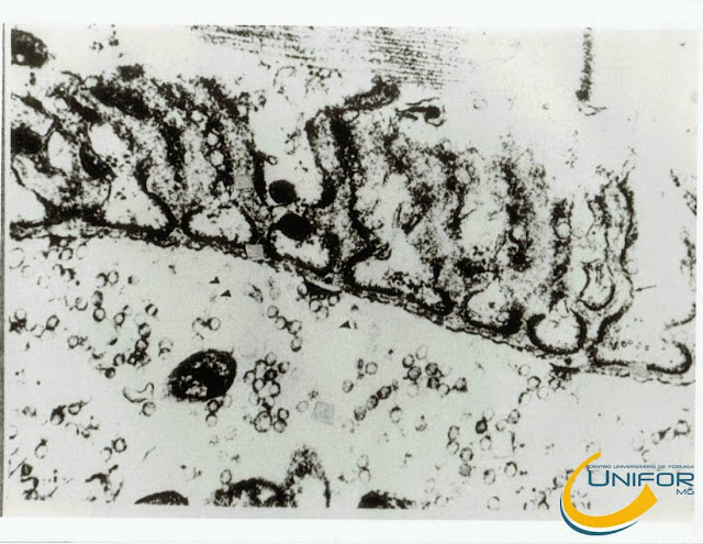 Atlas Histológico UNIFOR-MG: Placa motora