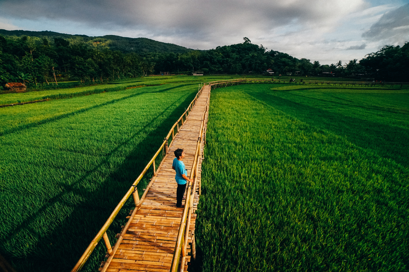 Inspirasi Terbaru Foto Sawah