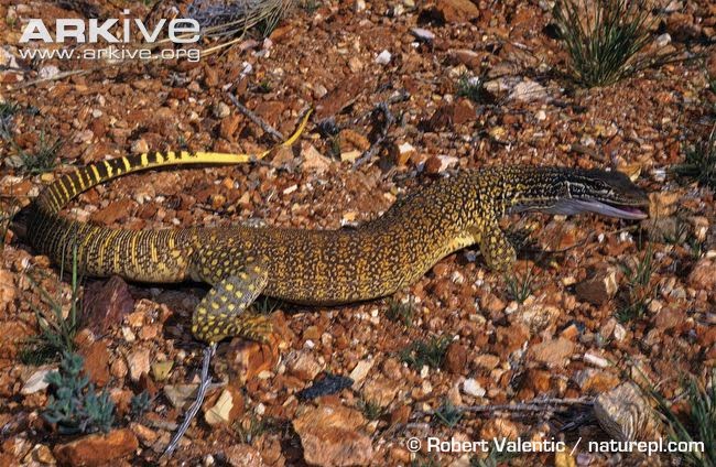 Jenis - Jenis Varanus ( Genus Varanidae ) di Dunia: Jenis - jenis atau ...